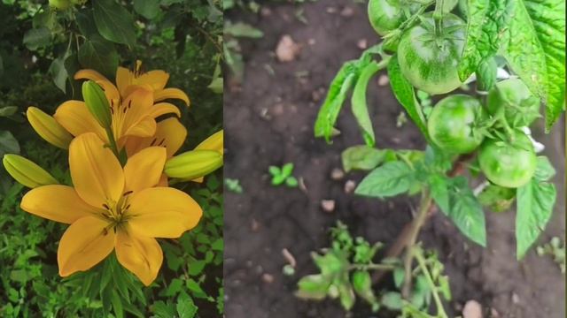 Июль 2025г. Катюшкина дача