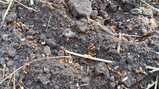 Муравей и самка