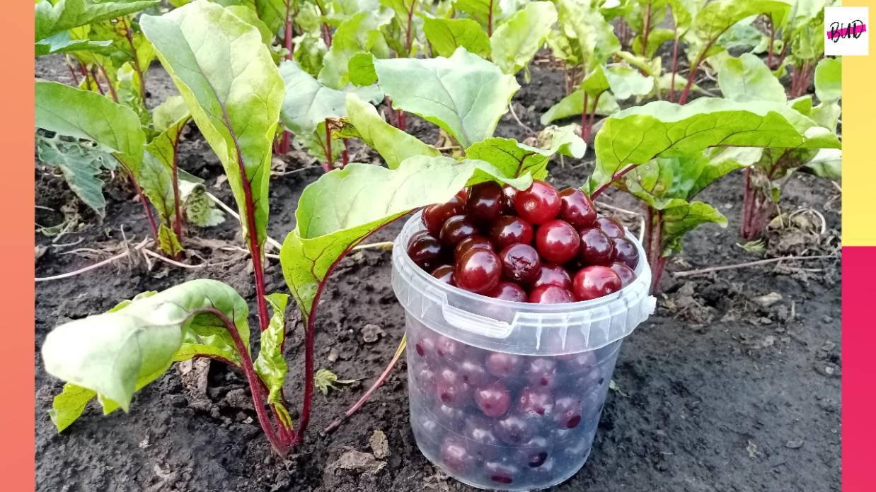 03.07.2025 ДАЧНАЯ ХРОНИКА.