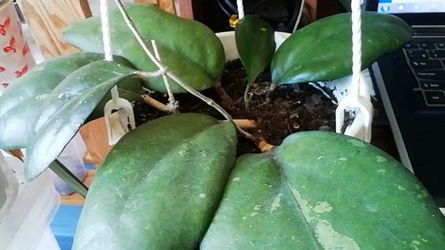 Хойя Металлика-продолжение истории