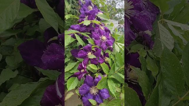 2025 июль 04 Ну-ка, ну-ка-потанцуем