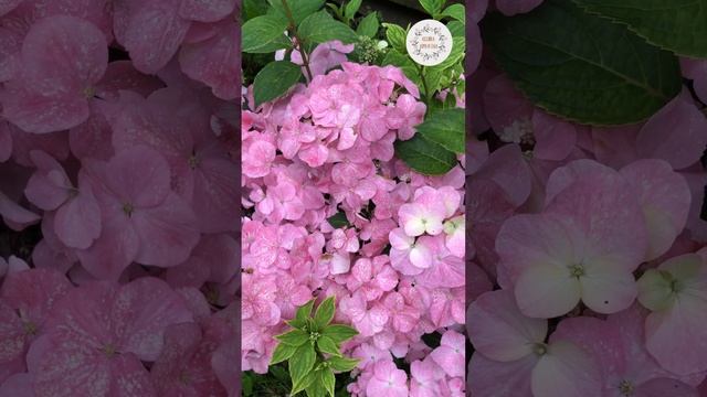 Гортензия Френч болеро