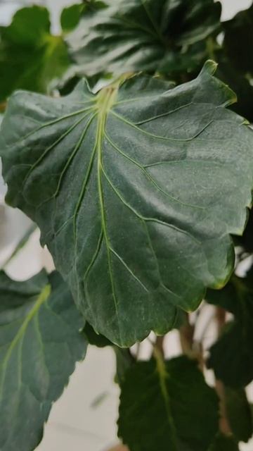 Полисциас Лемон (Polyscias lemon) - оригинальное сочетание зеленого и желтого