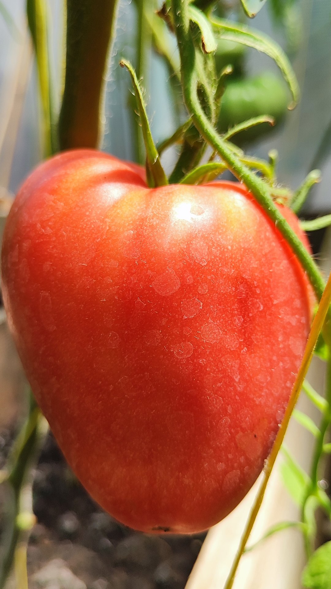 Если помидор — ягода, можно ли называть кетчуп вареньем?