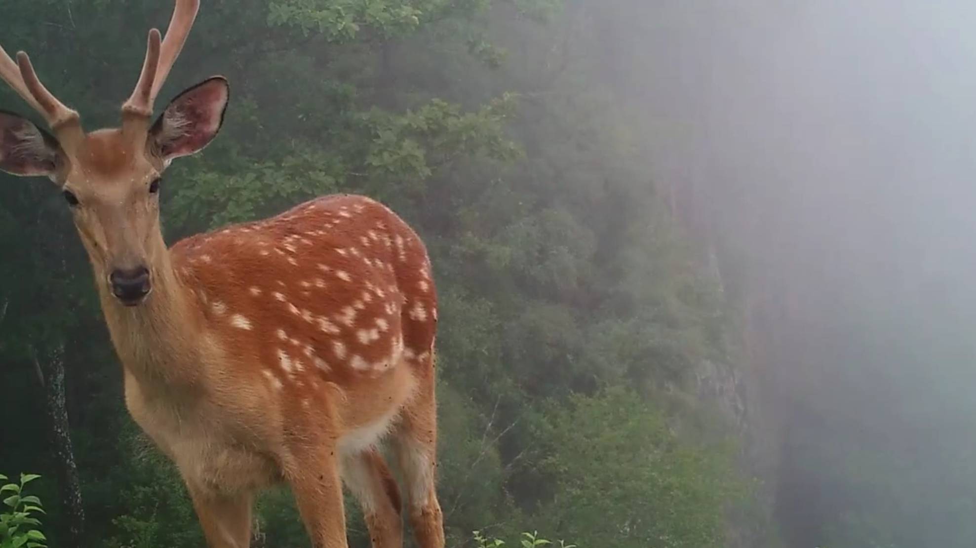 Пятнистый олень (4)