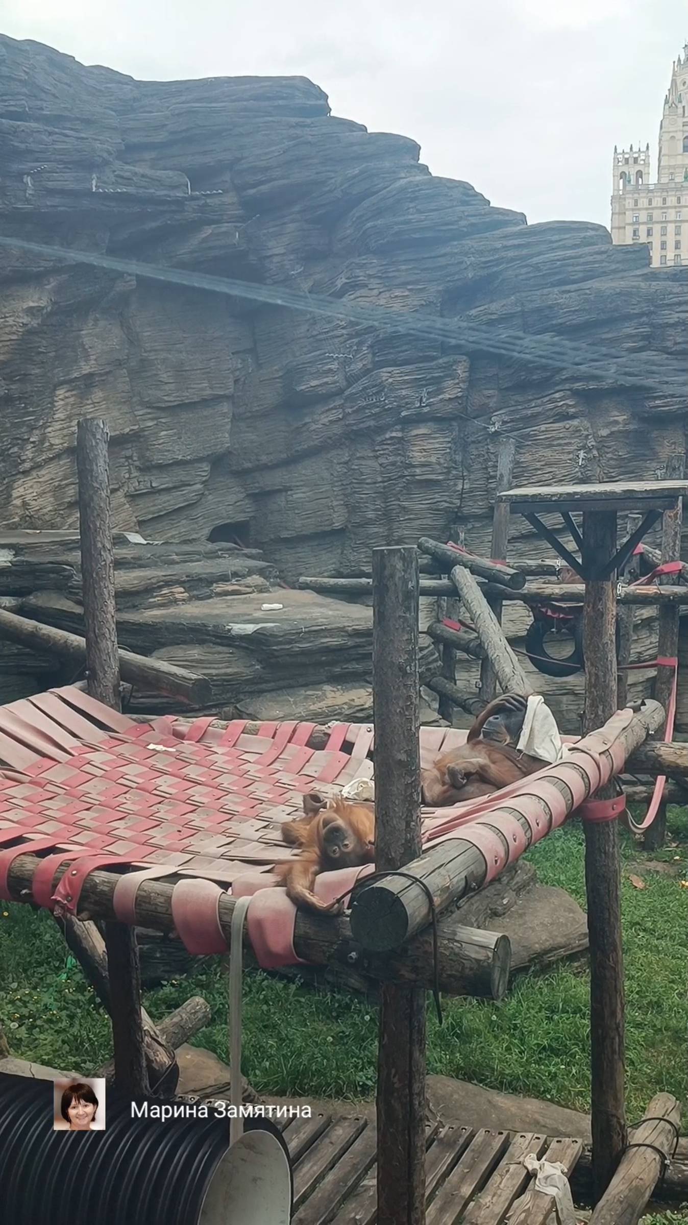 Орангутан самка  Алиса 5 лет.