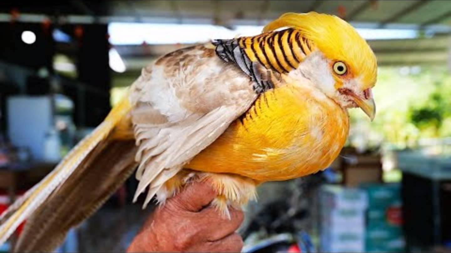 Золотой фазан. Удивительная готовка Вьетнама