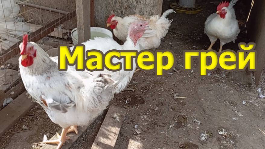 Мастер грей (венгерский великан) взвешивание тушек в 3,5 месяца вывод от 23.03.2025г