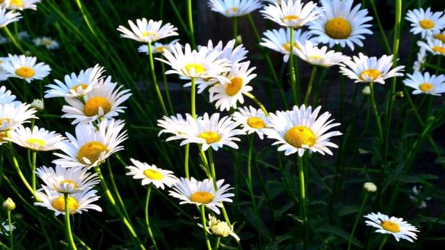 ЛЕТНИЙ ЭТЮД С ЮЖНОГО УРАЛА... (Фото Александра ЯЦЕНКО (Магнитогорск), музыка Жоржа ДЕЛЕРЮ (Франция)