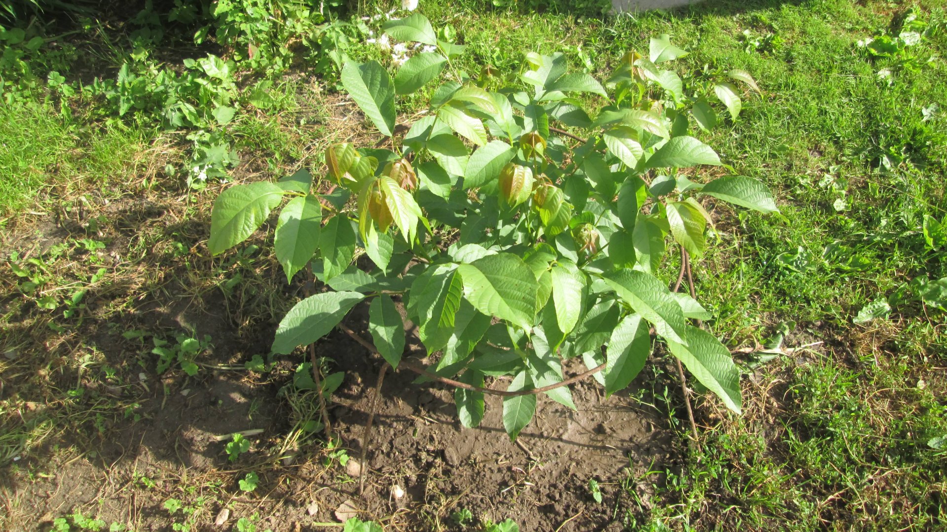 Грецкий орех на участке