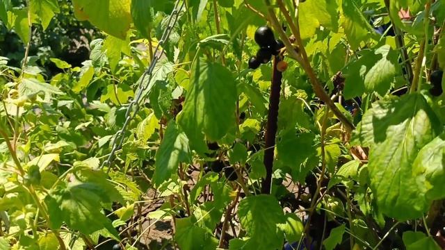 Чёрная смородина поспела.