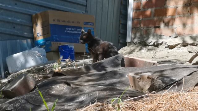 Чёрная кошка пришла посмотреть что я буду делать