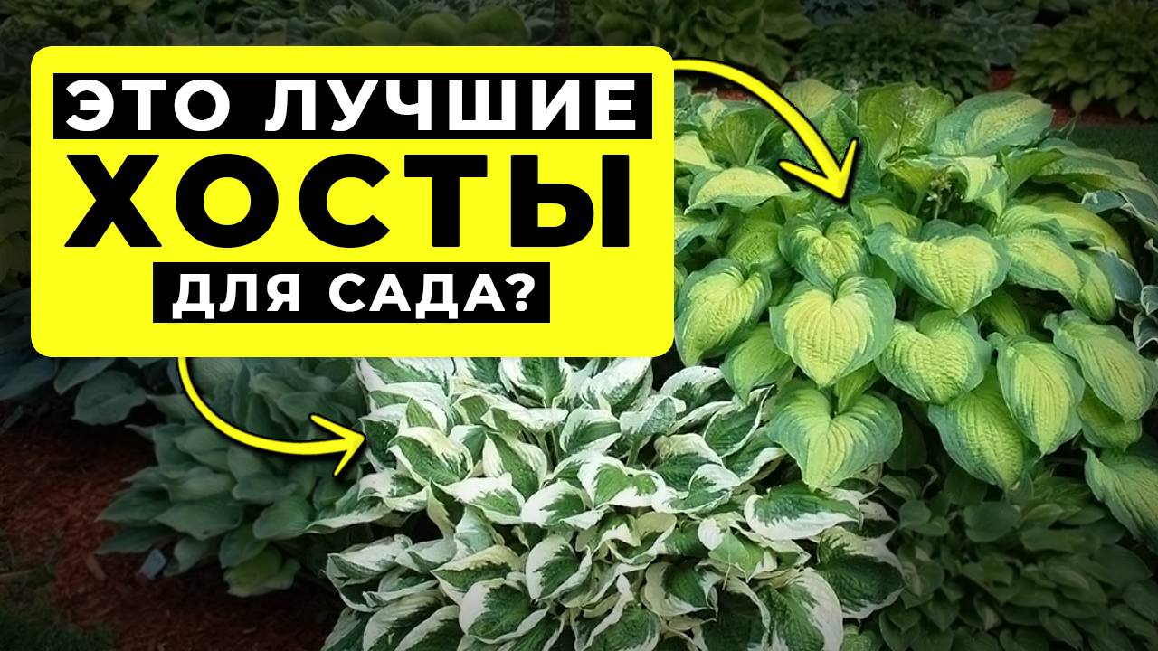 ХОСТЫ в саду ДЛЯ НАЧИНАЮЩИХ: Секреты Посадки и Ухода 🌿 Популярные сорта хосты для дачи