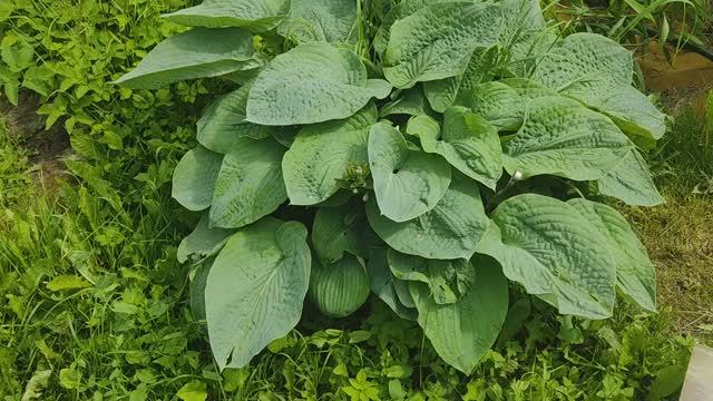 ВЛОГ Съездила на дачу Шикарная хоста