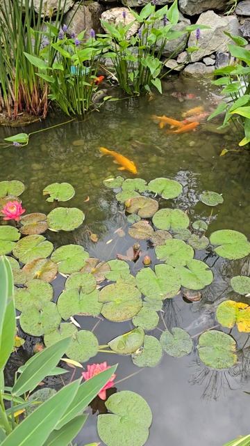 Пруд с рыбками в Японском Саду
