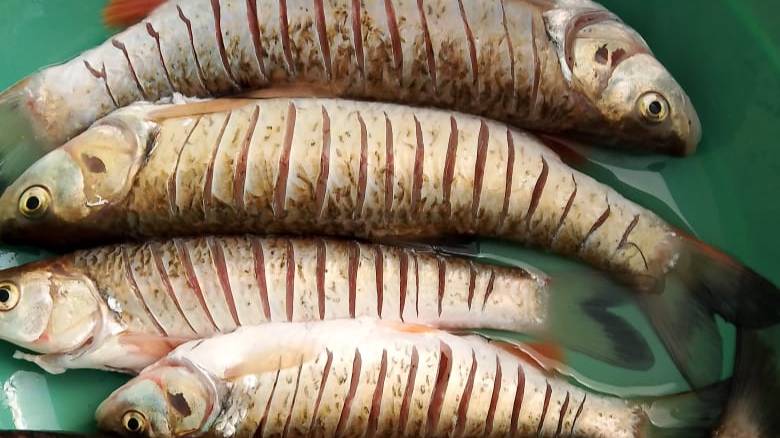 Рыбалка на реке. Хороший клев.