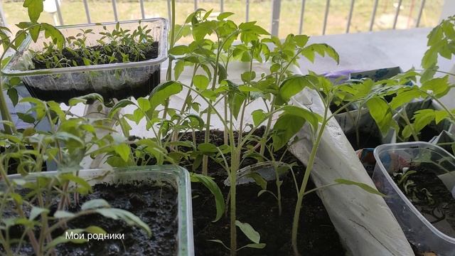 Релакс садово огородный Заземлилась 2 МАЯ 2025