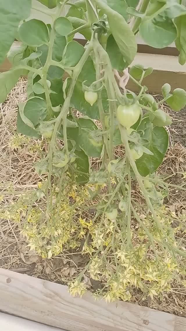 Помидор шикарный! 🍅МУЛЬТИКИСТИ!!!