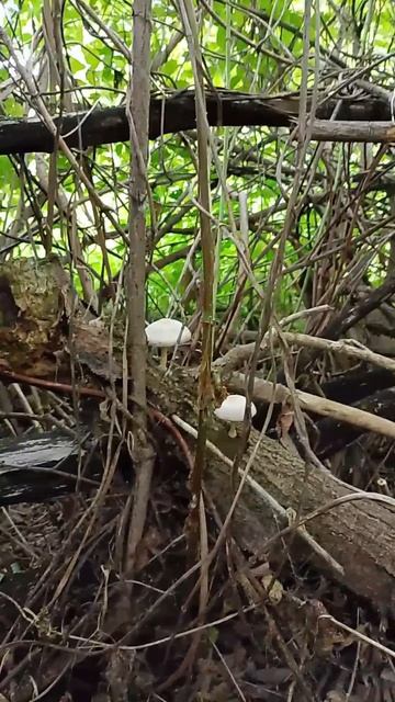 грибной калейдоскоп