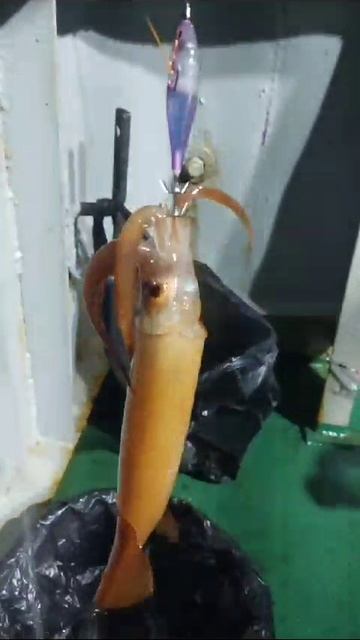 Кальмарницы Super Rainbow и Marlin от Mr. Musurok в деле 🦑