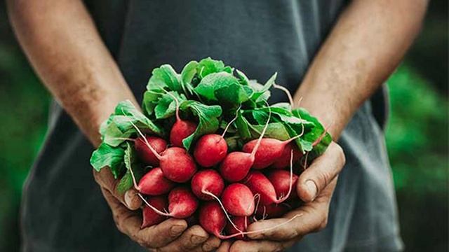 РЕДИСКА - КАК ИЗБЕЖАТЬ ГОРЕЧИ У РЕДИСКИ