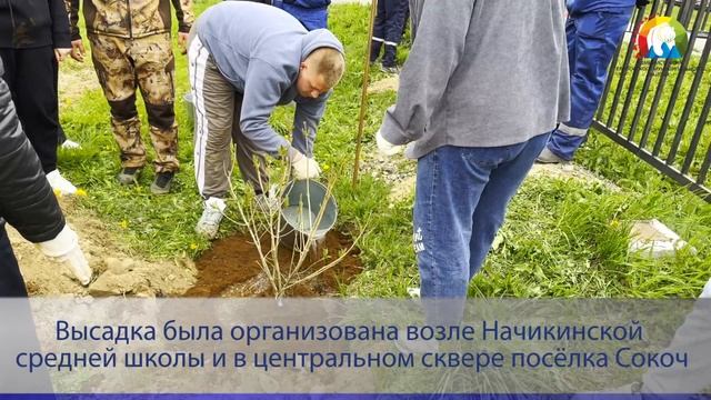 Каждое дерево – история