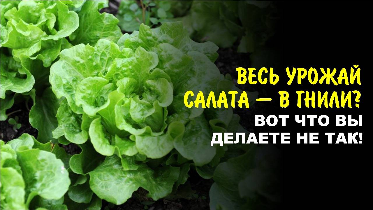 Гниль атакует салат: 5 секретов, чтобы спасти кочаны навсегда!