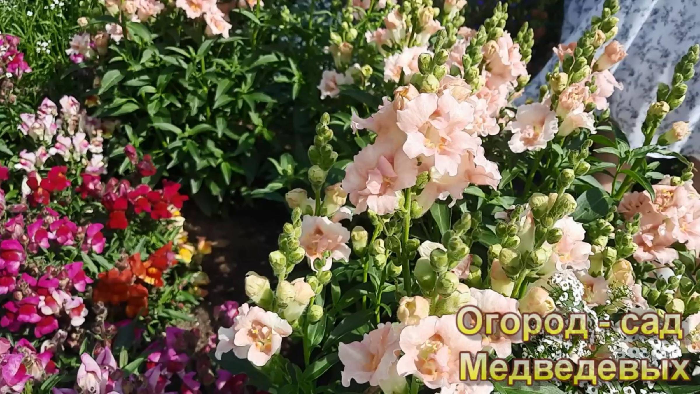 Обзор нашего цветника в начале июля