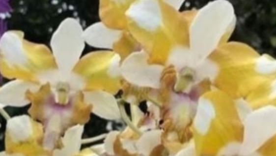 П-10. Ч. 3. Обзор подростка дендробиума Nopporn Starbright Dao с 10-й посылки после пересадки