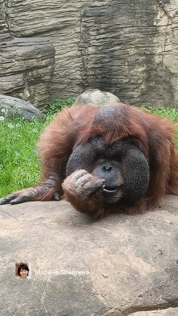 Орангутан самец Джентон.
