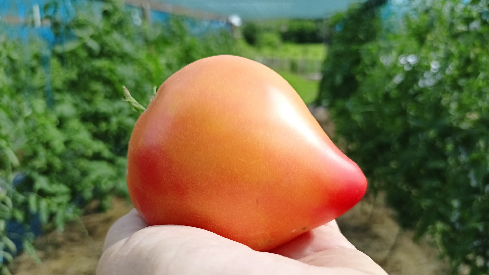 Обзор огорода на 4 июля. Как ухаживаю за томатами. Арбузы на грядках-термосах