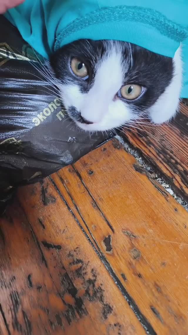 Котёнок прячется