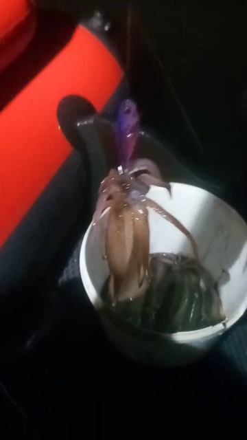 Кальмарницы Super green и Marlin от Mr.Musurok в деле 🦑