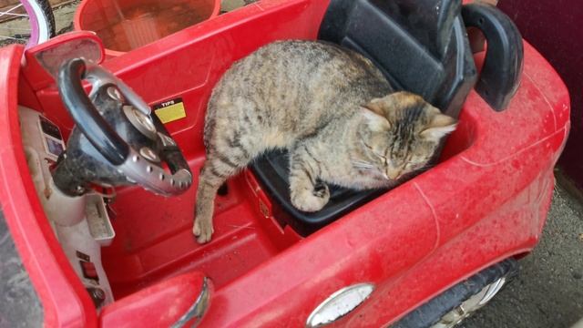 Кошка в красном мерседесе