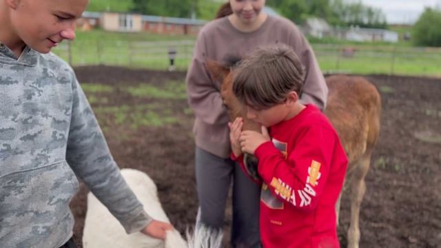 Дневник конных сборов от 17 июня 2025 года