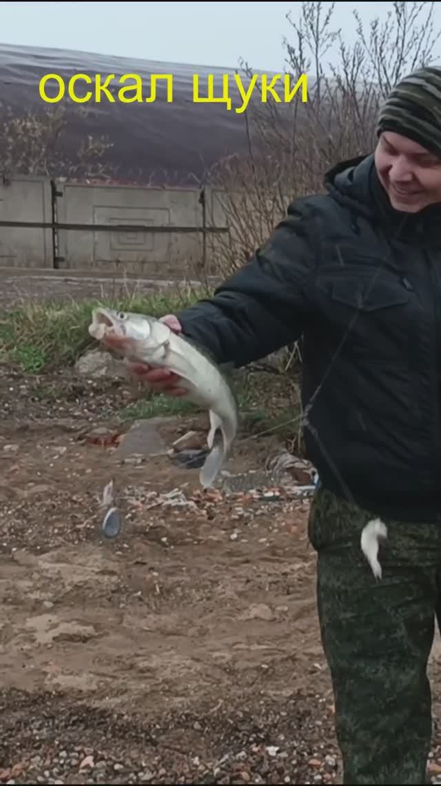 Поклевка судака на донку.