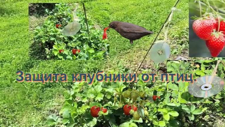 Эффективная защита  урожая клубники от птиц. Способы защиты клубники от птиц.     #клубника