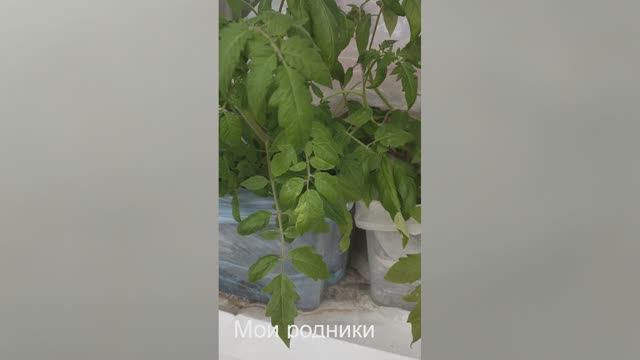 Помидоры и другие растюшки забавы ради Обзор  мая 2025 года