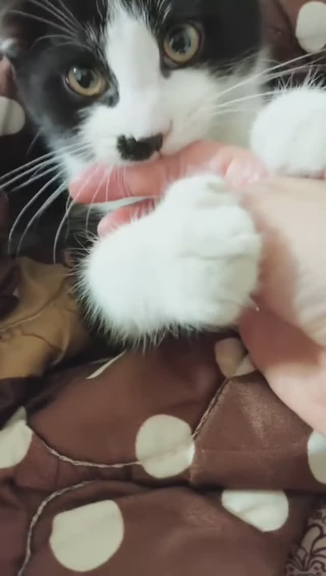 смешное видео про кота