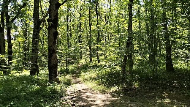 ЛЕСНАЯ КРАСОТА😍🌿🌳