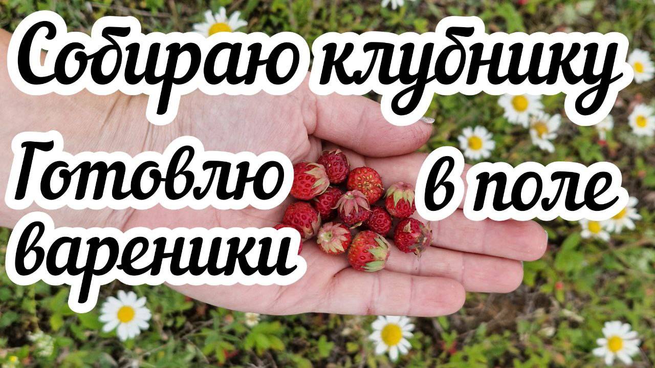 Собираю полевую клубнику 🍓 Готовлю вареники 🥟