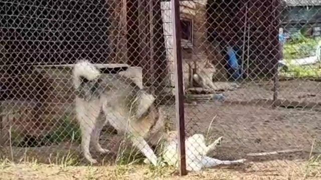 Валдай и Дара