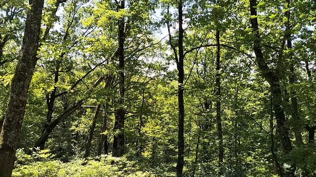 ЗВУКИ ЛЕСА🌿