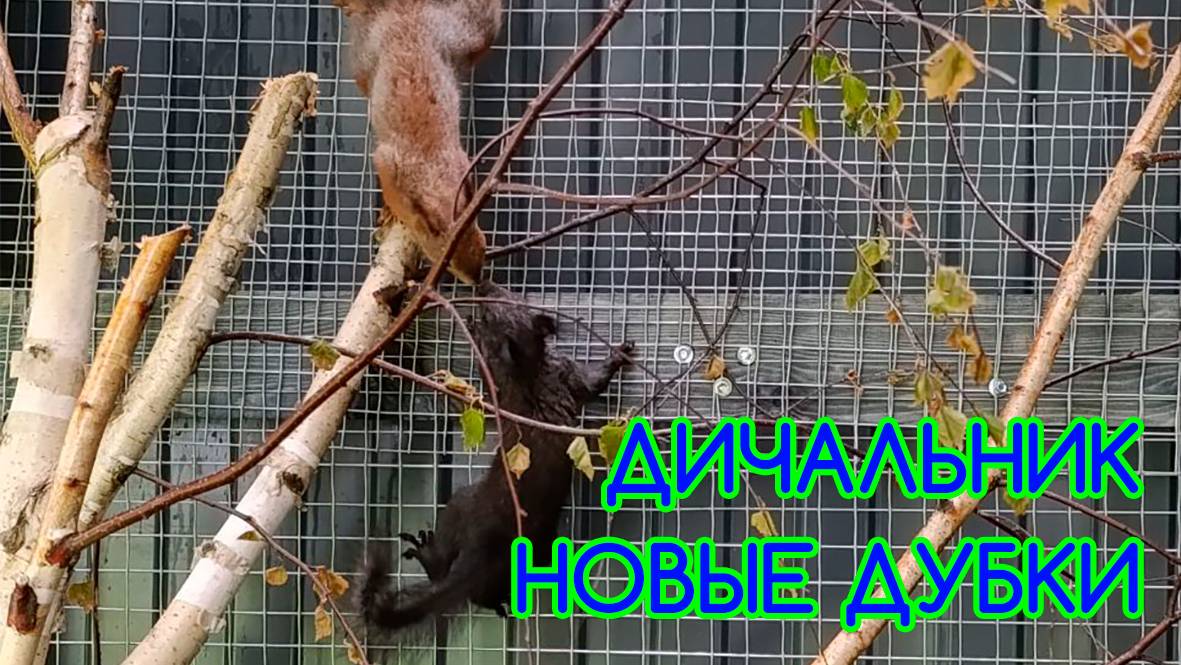 Открытие вольера дичальника для выпавших из гнезд бельчат