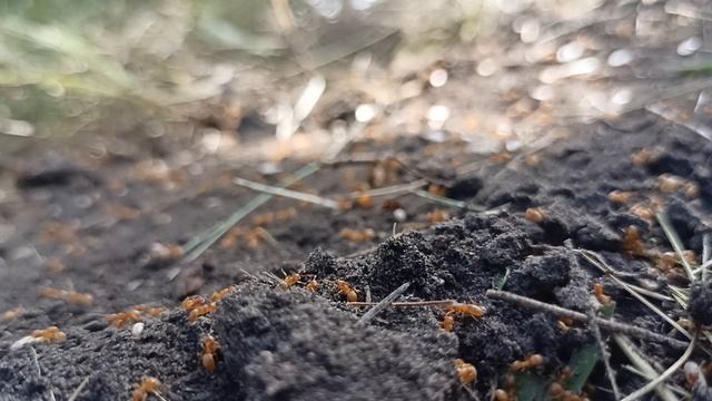 Красные оранжевые муравьи