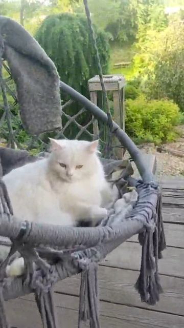 Беляш на качелях