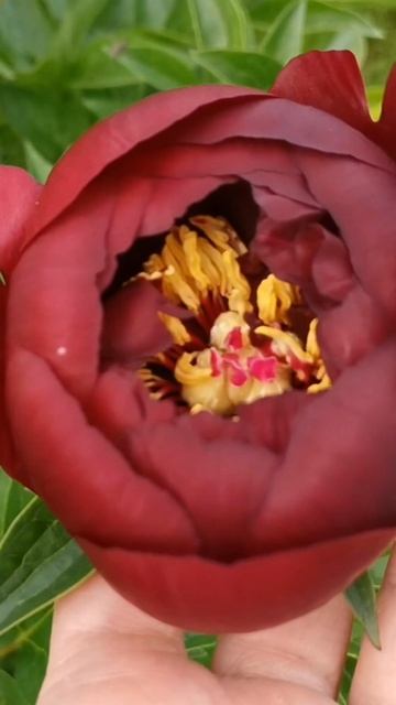 Пион "Black Beauty" (Блэк Бьюти)