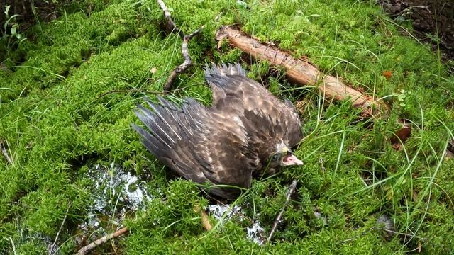 Лесная Птица