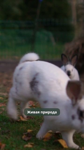 Свобода быть собой. Ссылки в описании