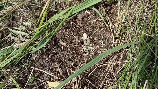 Большие оранжево - чёрные муравьи